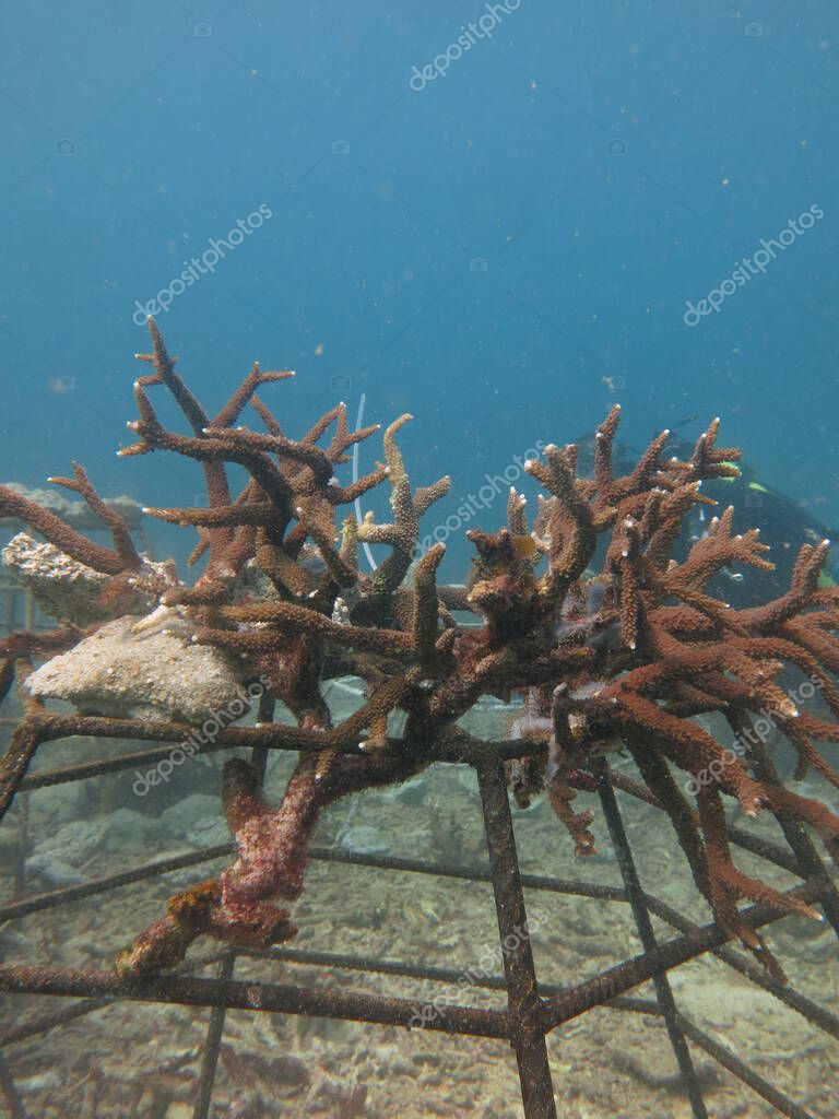 El marco de coral con roca viva artificial y fragmento de coral en el ...