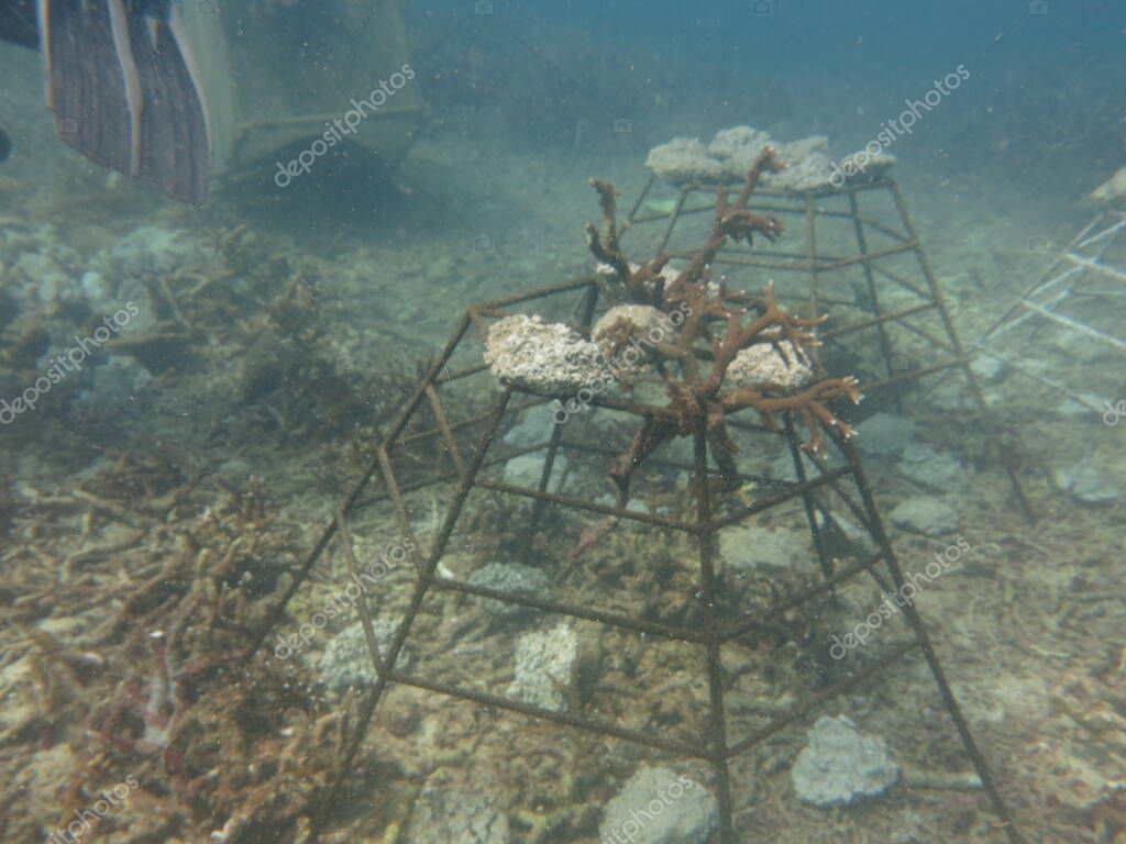 El marco de coral con roca viva artificial y fragmento de coral en el ...