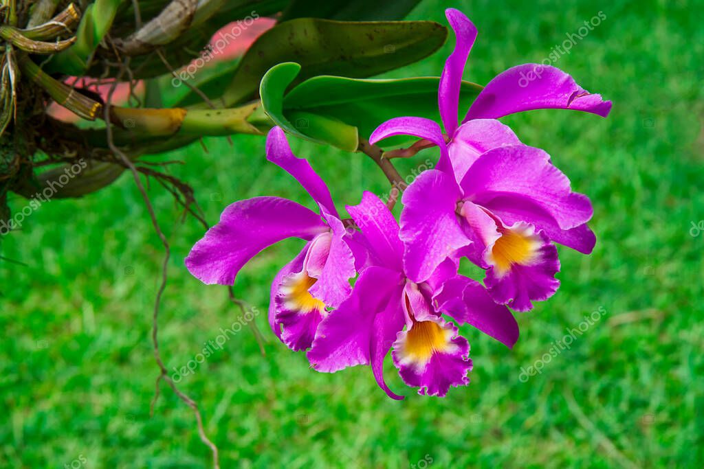 Cattleya gaskelliana es una especie de orquídea epifita. Guarianthe es ...