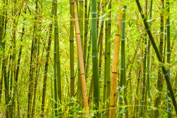 Bamboe boom Stock Photos, Royalty Free Bamboe boom Images | Depositphotos