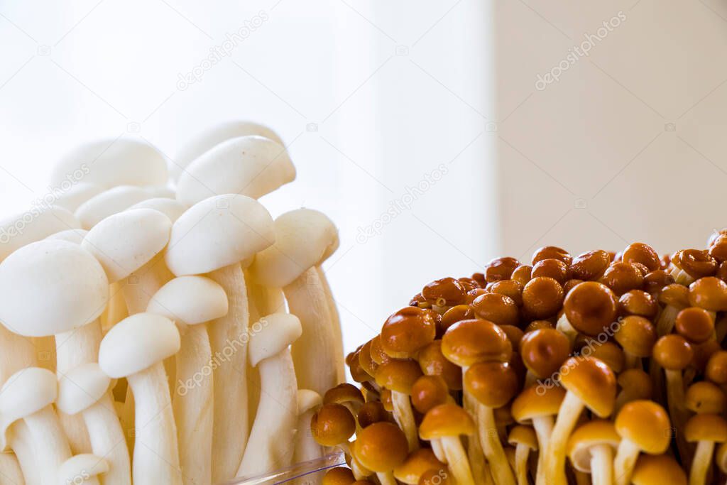 Hongos Enoki asiáticos de color marrón dorado y blanco, fondo vegetal ...