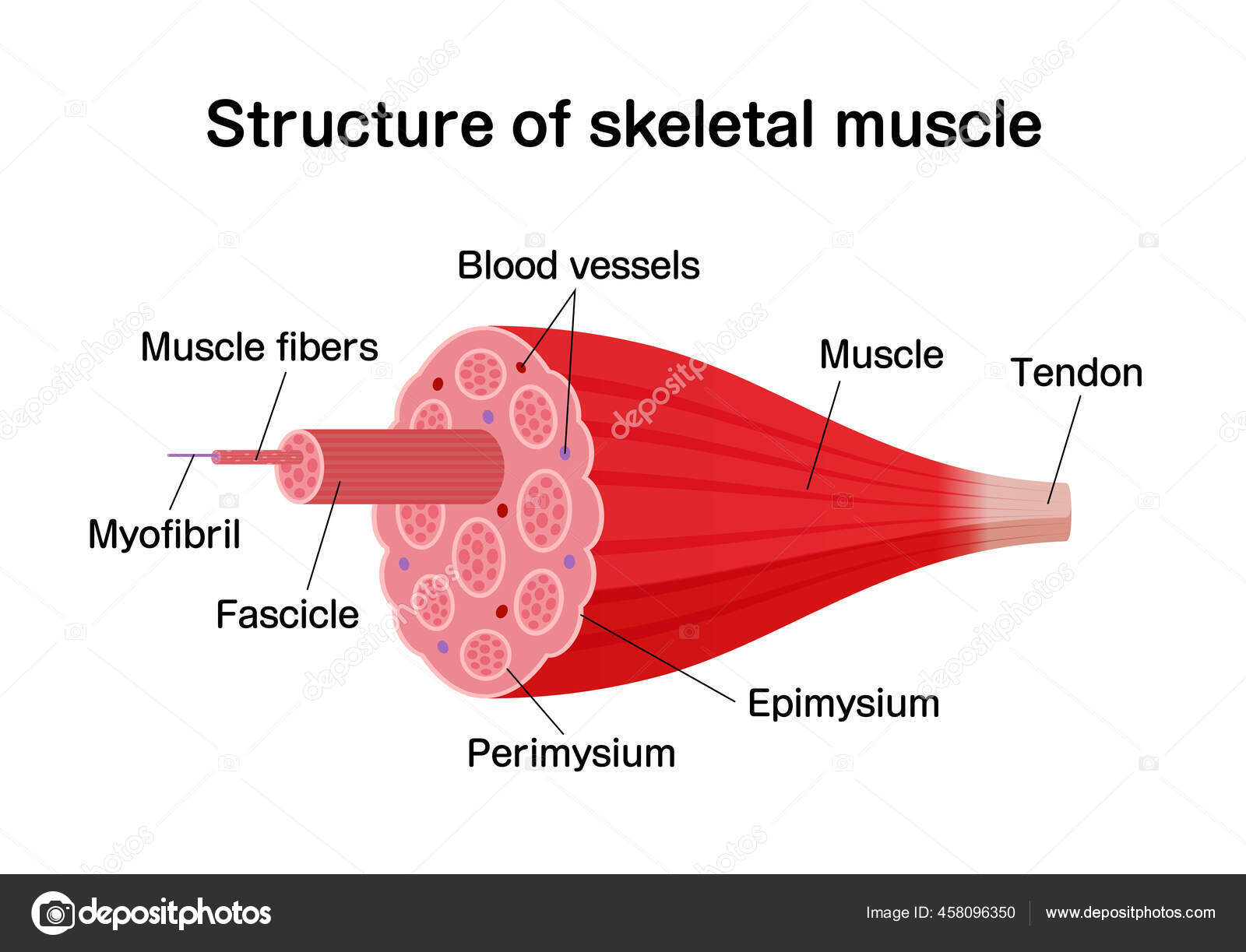 Structure Vecteur Musculaire Squelettique Illustration Vecteur par ...