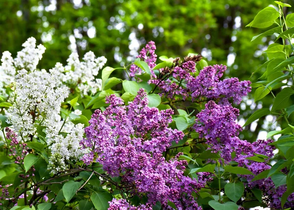 Syringa flowers Stock Photos, Royalty Free Syringa flowers Images ...
