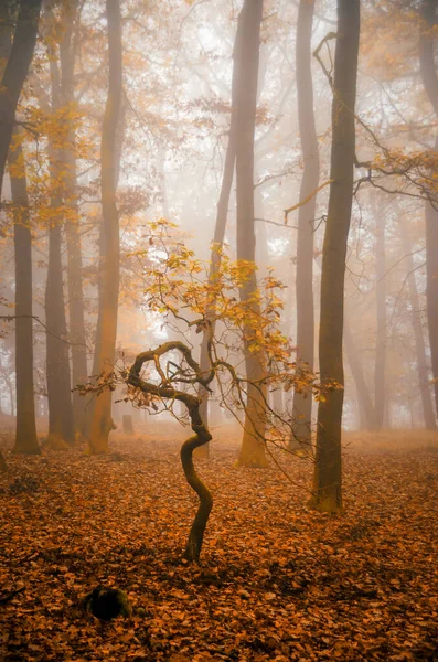 Strange beautiful forest with fog in autumn - Stock Image - Everypixel