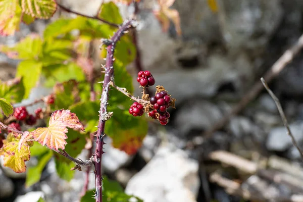 Close-up picture of red sherry berries on a cherry tree. Green leaves ...