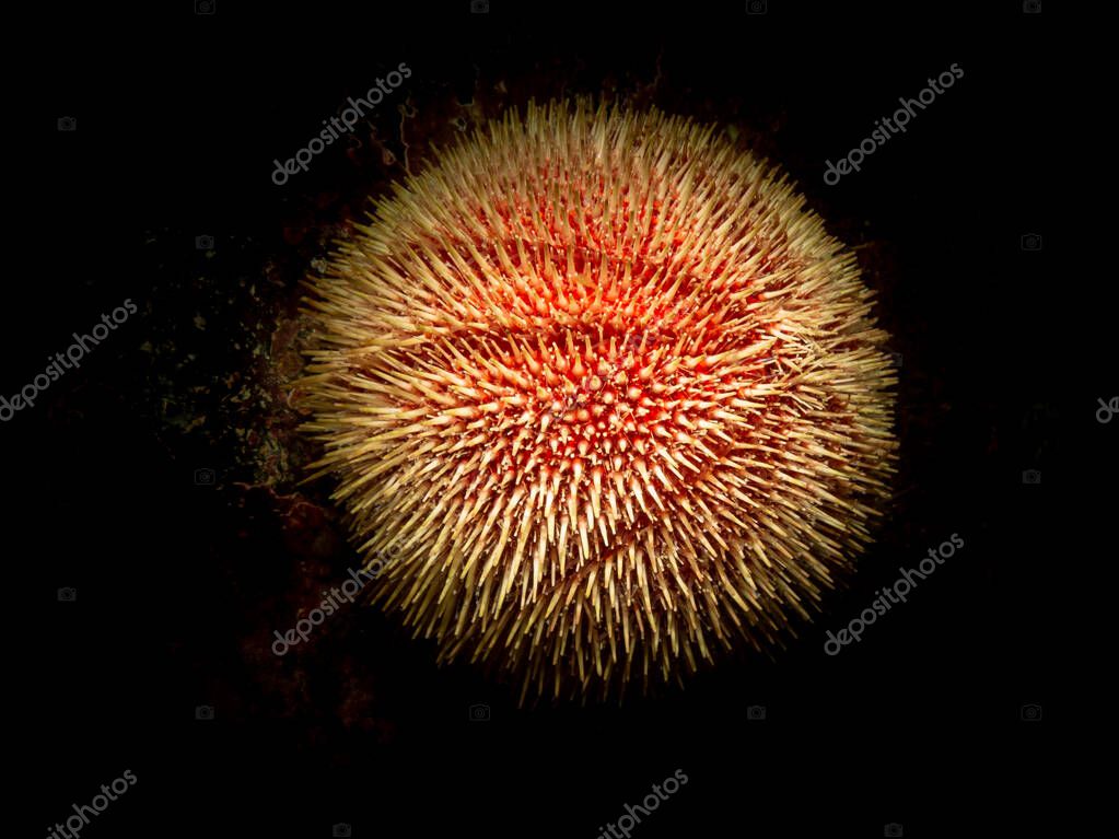 Un primer plano de un erizo de mar comestible europeo o erizo de mar ...