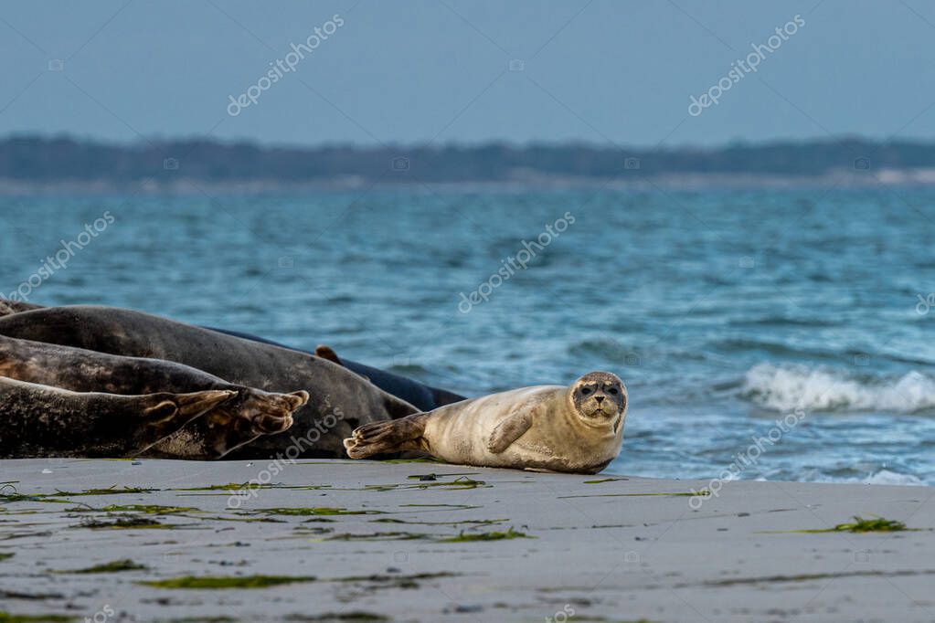 Un lindo cachorro de foca del puerto descansa en un banco de arena ...