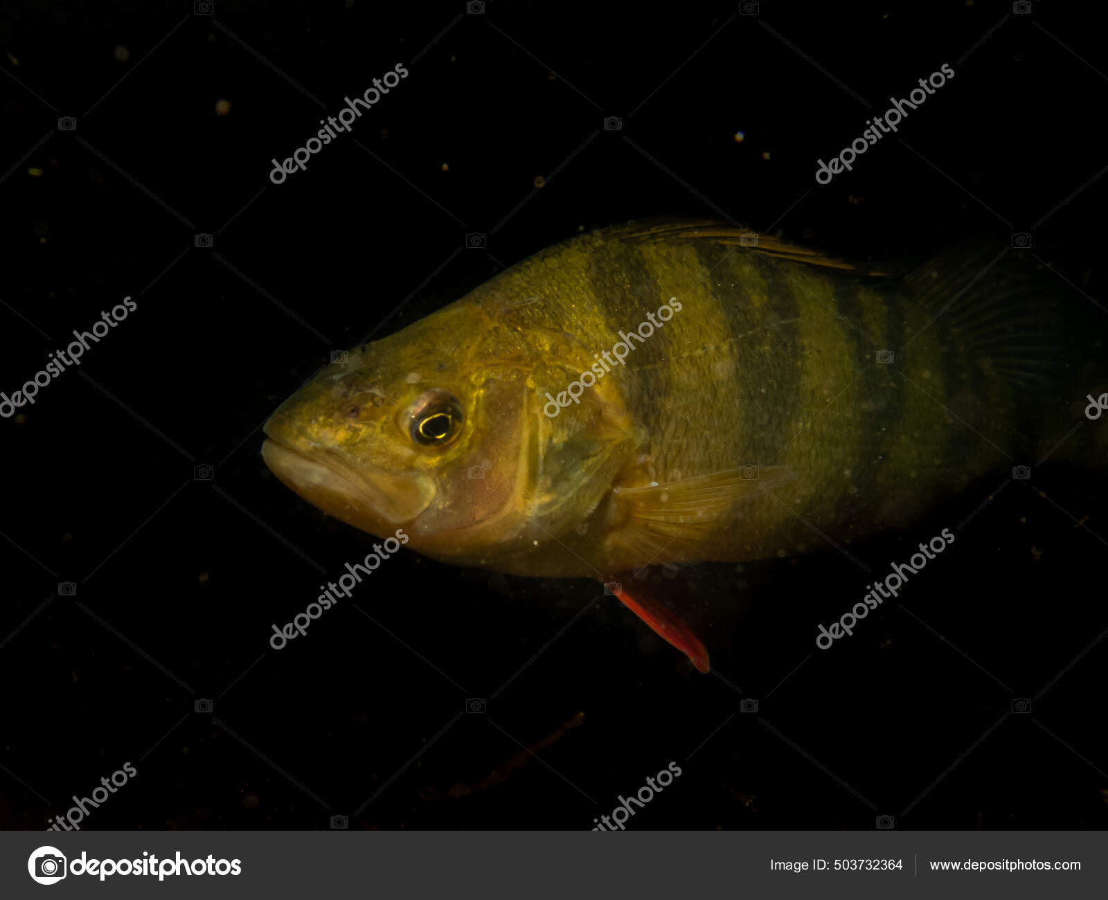 A close-up picture of a European perch, Perca fluviatilis, in cold ...