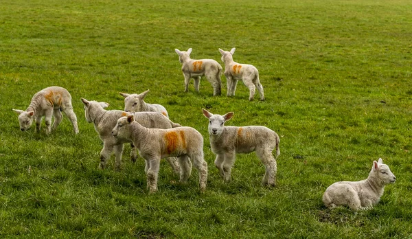 Lamb ouzi Stock Photos, Royalty Free Lamb ouzi Images | Depositphotos