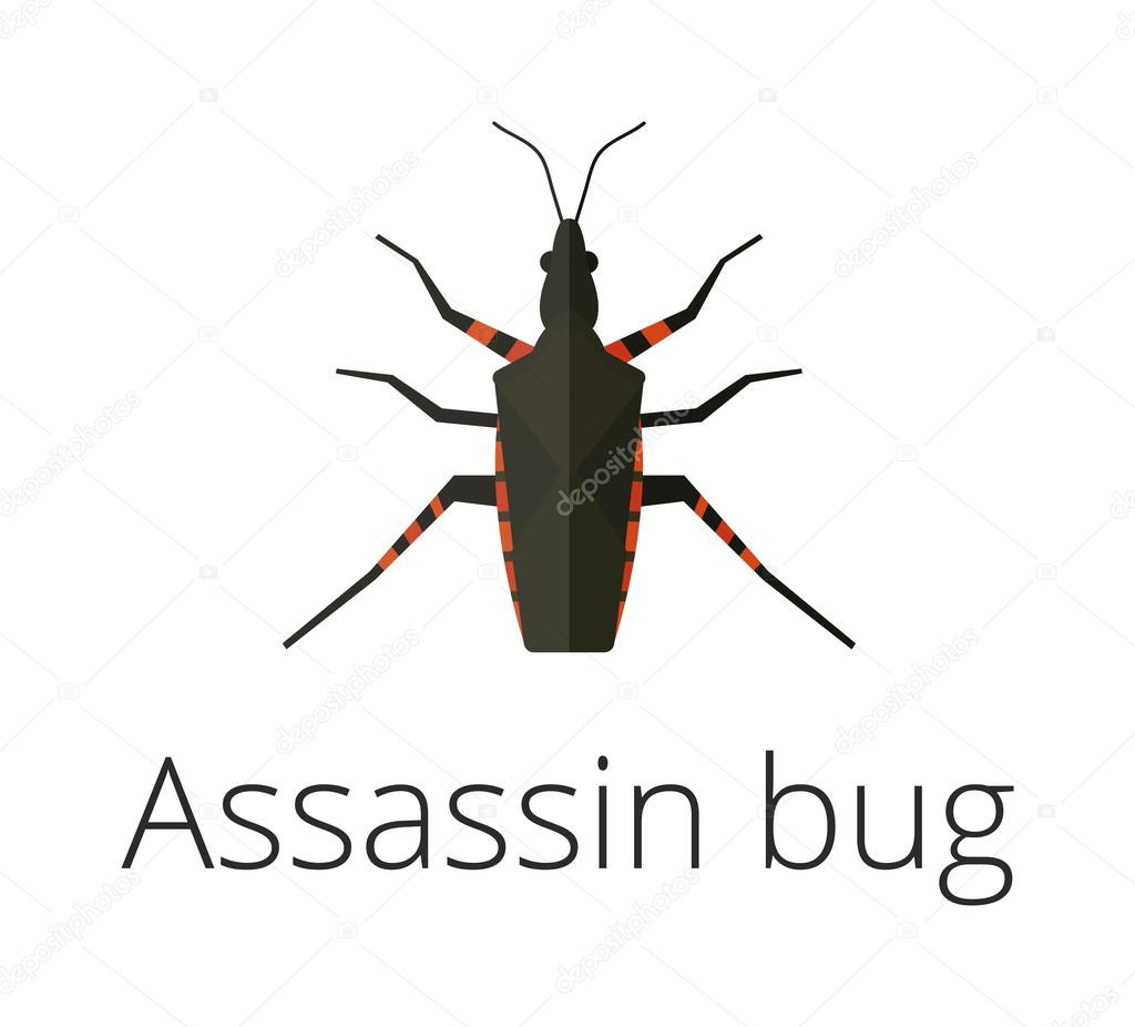 Assassin bug insect vector illustration. Stock Vector by ©adekvat 105873186