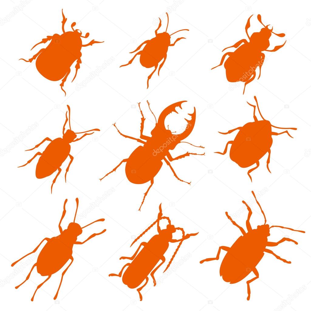 Colorful insects biology collection Stock Vector Image by ©adekvat ...