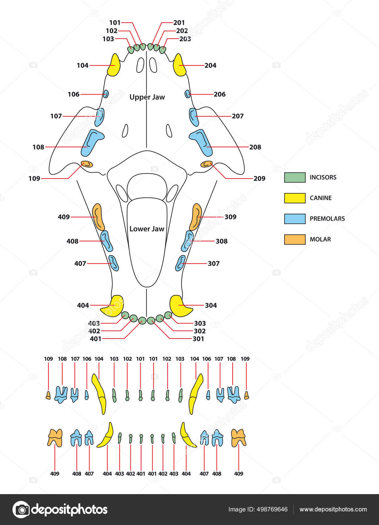 Construction Cats Teeth Dental Formula Stock Vector Image by ...