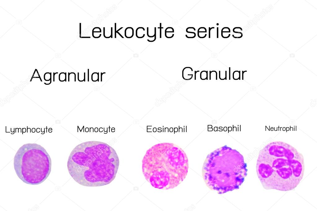 Leukocyte series on a white — Stock Photo © toeytoey #105898650