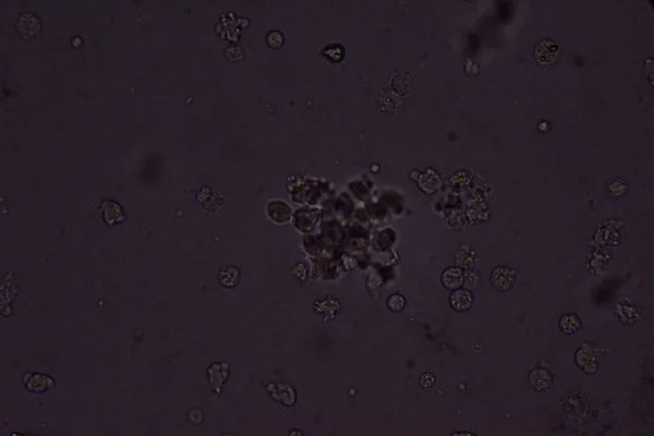 A ginger cell Stock Photos, Royalty Free A ginger cell Images ...