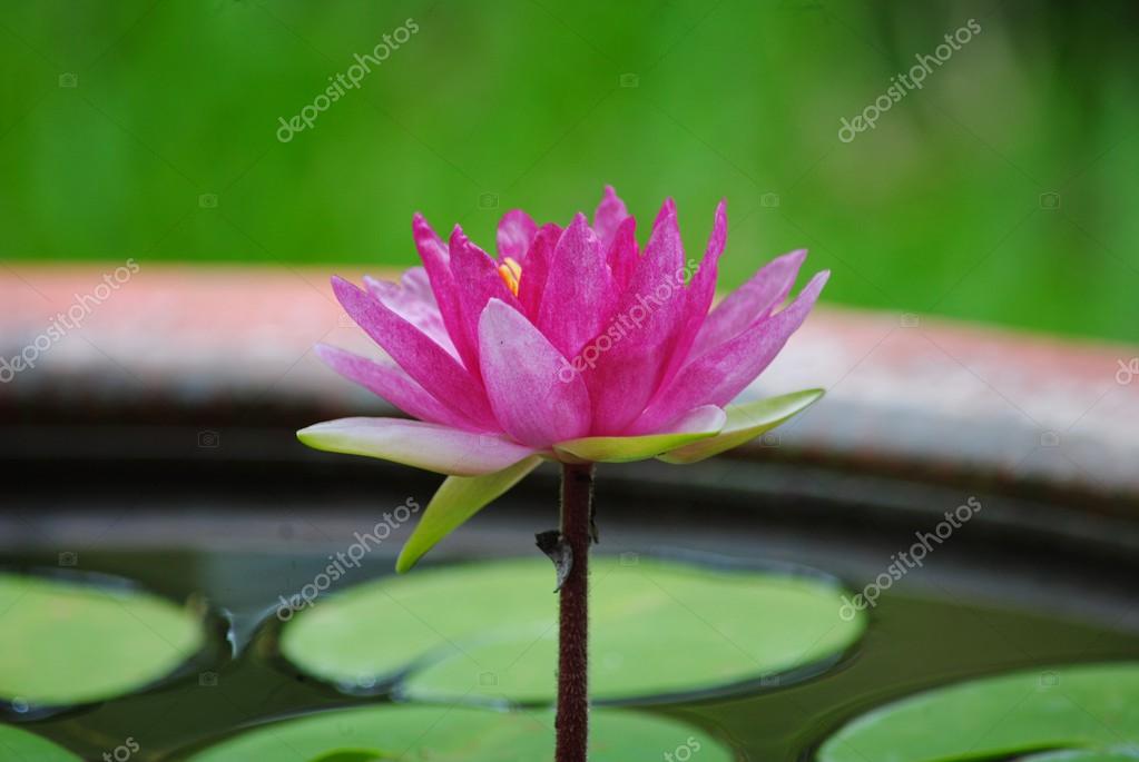 Flor De Loto Rosa — Foto De Stock © Toeytoey 54048835