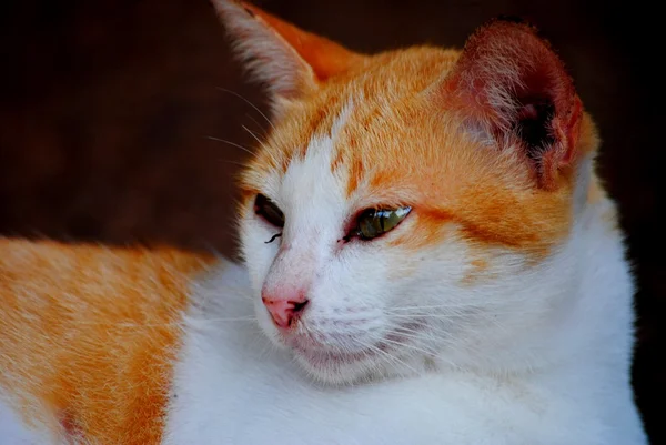 Tibetan cat Stock Photos, Royalty Free Tibetan cat Images | Depositphotos