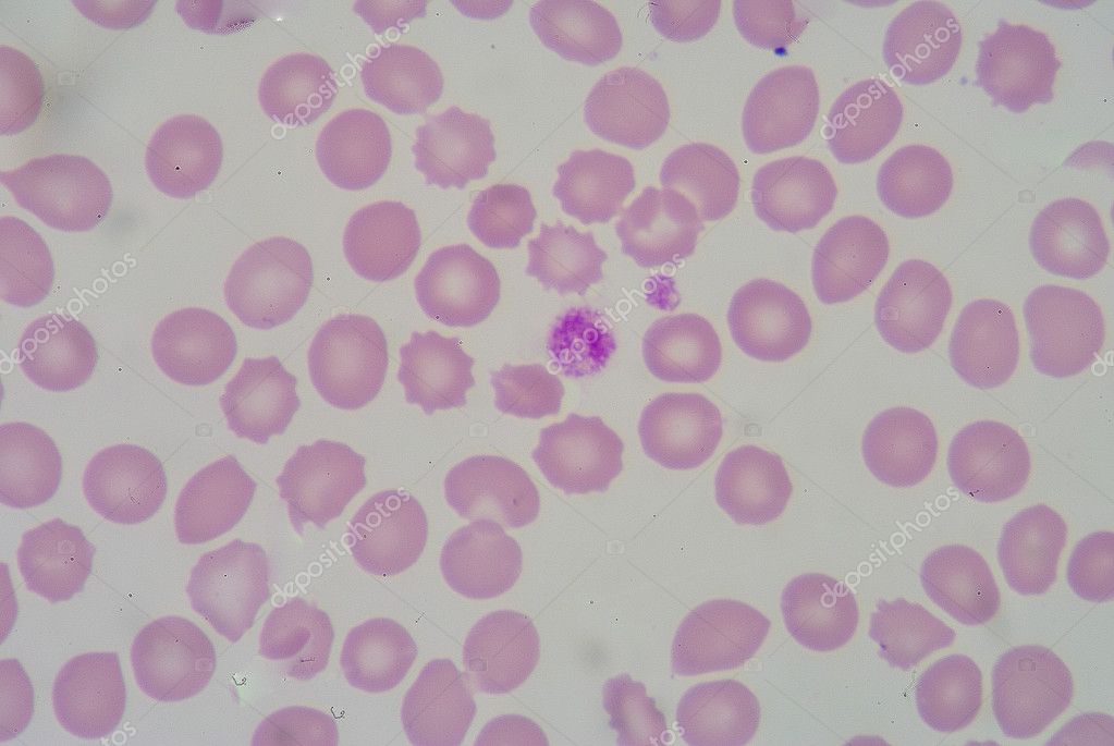 Giant platelet — Stock Photo © toeytoey #63120053