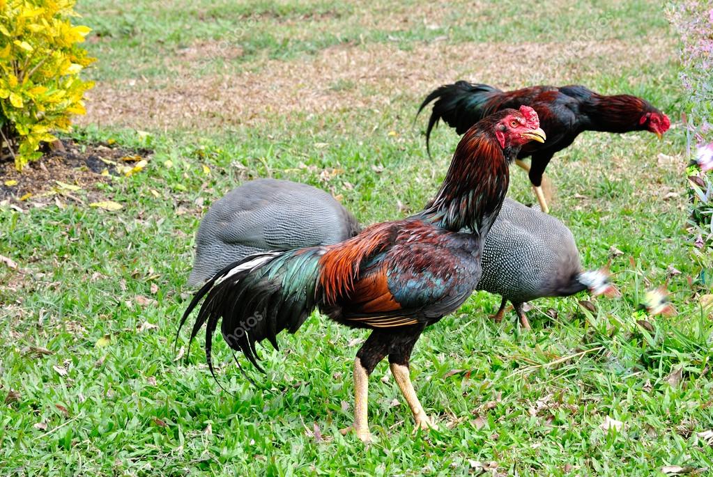 Gamecock — Stock Photo © toeytoey #63188873