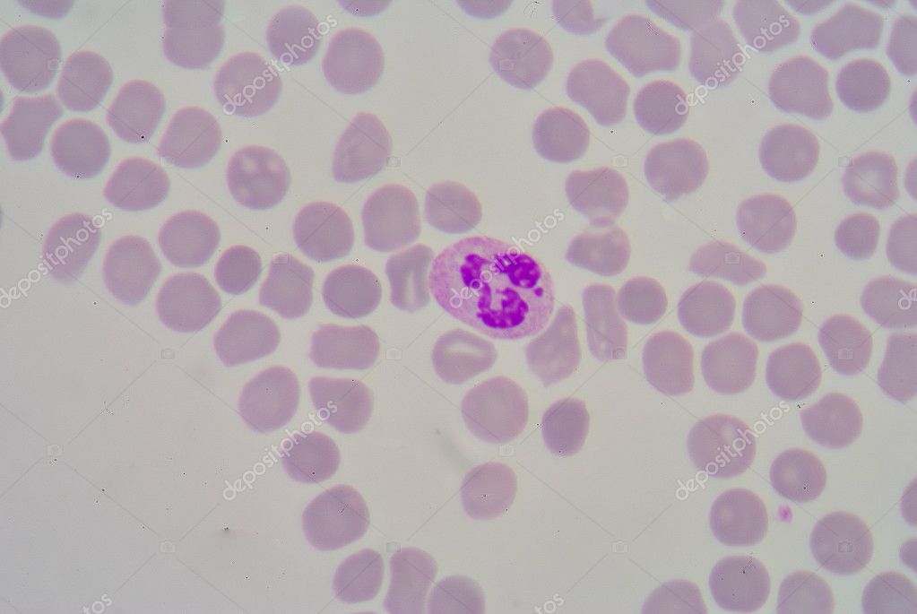 Neutrophils Under Microscope