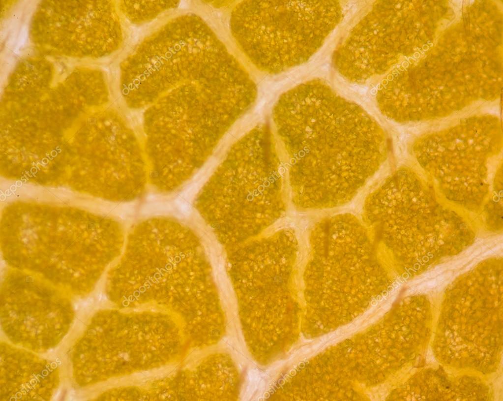 Blur plant cells under microscope. Stock Photo by ©toeytoey 97015996