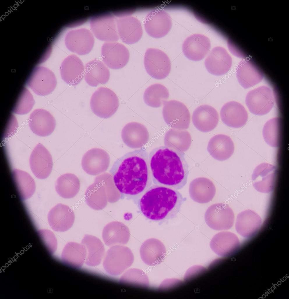 Linfócito. Célula imunitária. Célula produtora de anticorpos. Linfócitos B o — Fotografia de ...