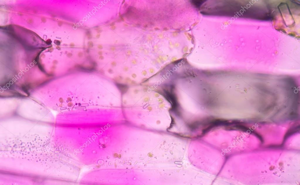 Pink plant cells under microscope. Stock Photo by ©toeytoey 97141052