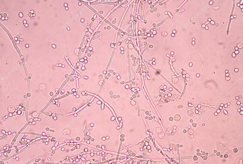 Yeast Cell Structure