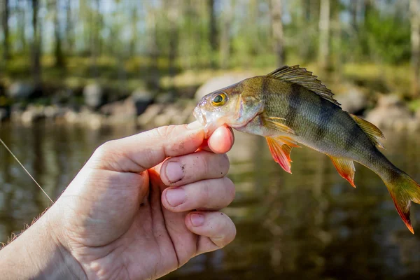Fish perch in the hand on shore - Stock Image - Everypixel