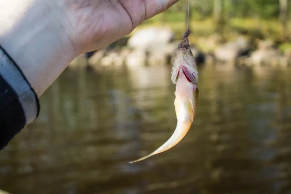 Picture: show me a a crappie fish | Inflated Smooth puffer fish in ...