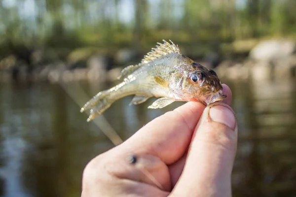 Crappie fish Stock Photos, Royalty Free Crappie fish Images | Depositphotos