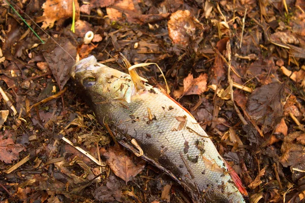 Common pike Stock Photos, Royalty Free Common pike Images | Depositphotos