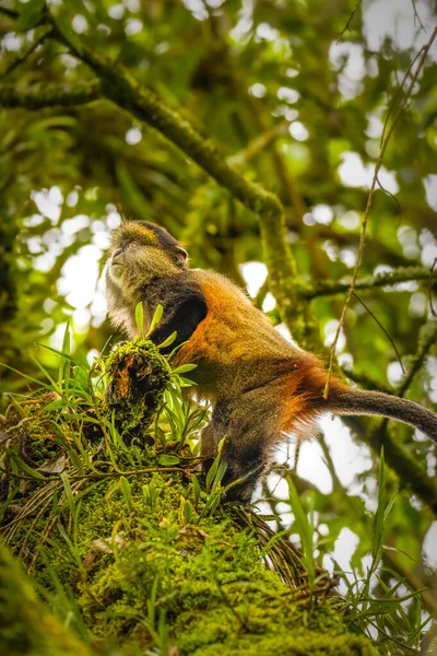 Wild Very Rare Golden Monkey Cercopithecus Kandti Rainforest Unique ...