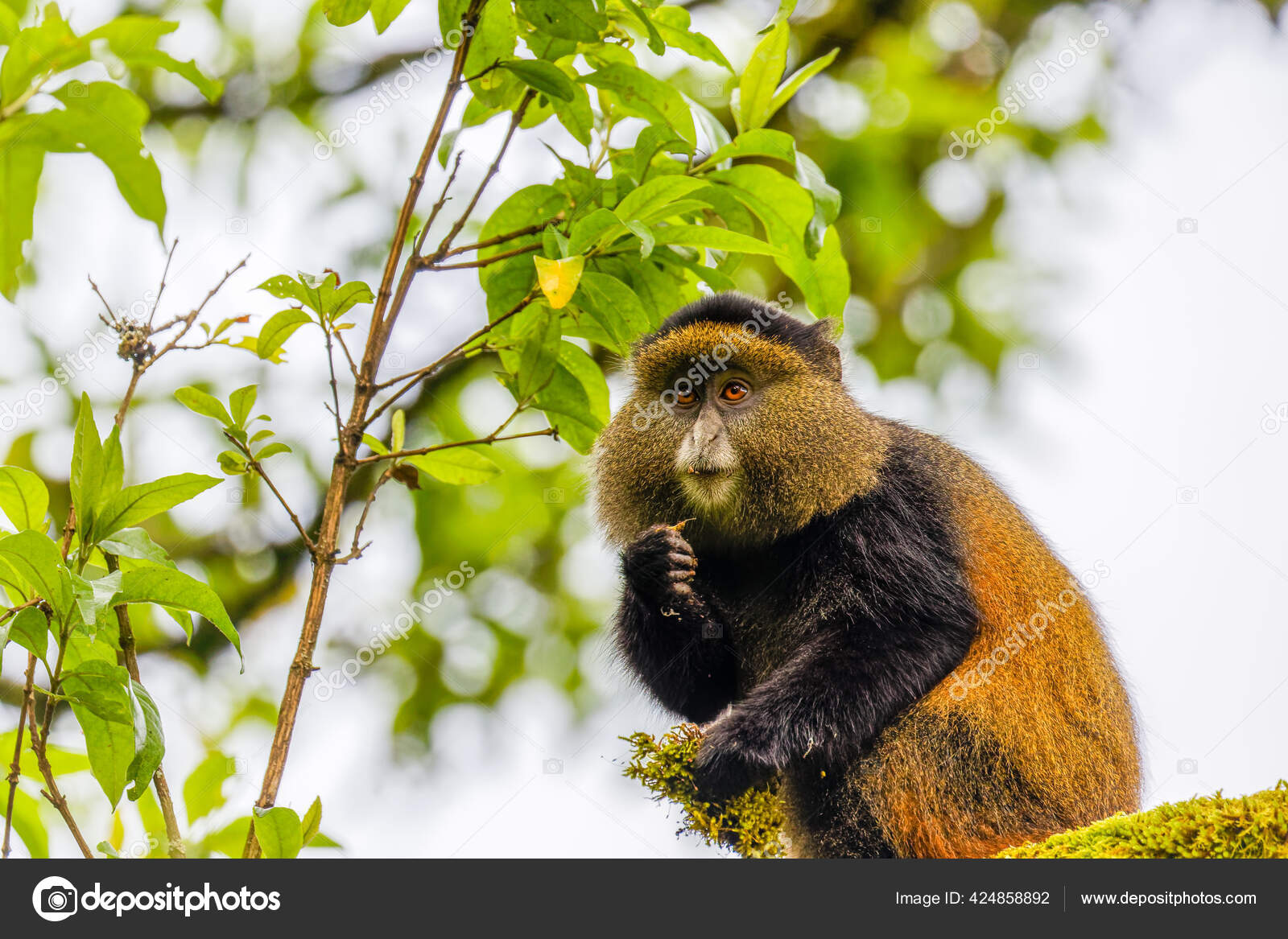 Macaco Dourado Selvagem Muito Raro Cercopithecus Kandti Floresta ...