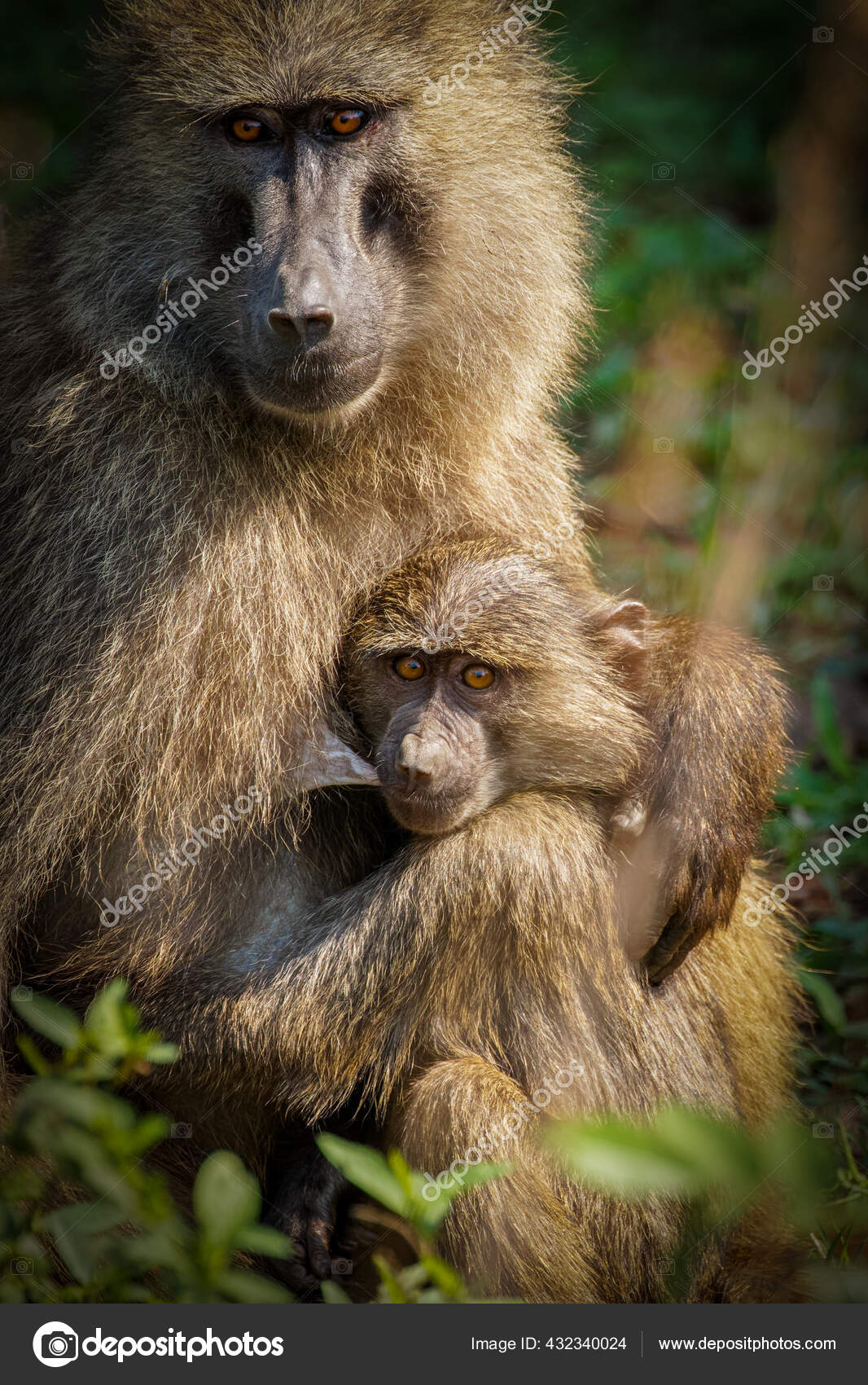 Chacma Baboon Babies