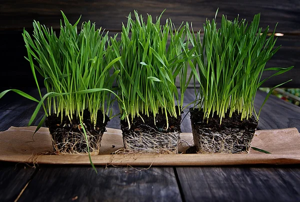 12,158 Grass with roots Stock Photos, Images | Download Grass with ...