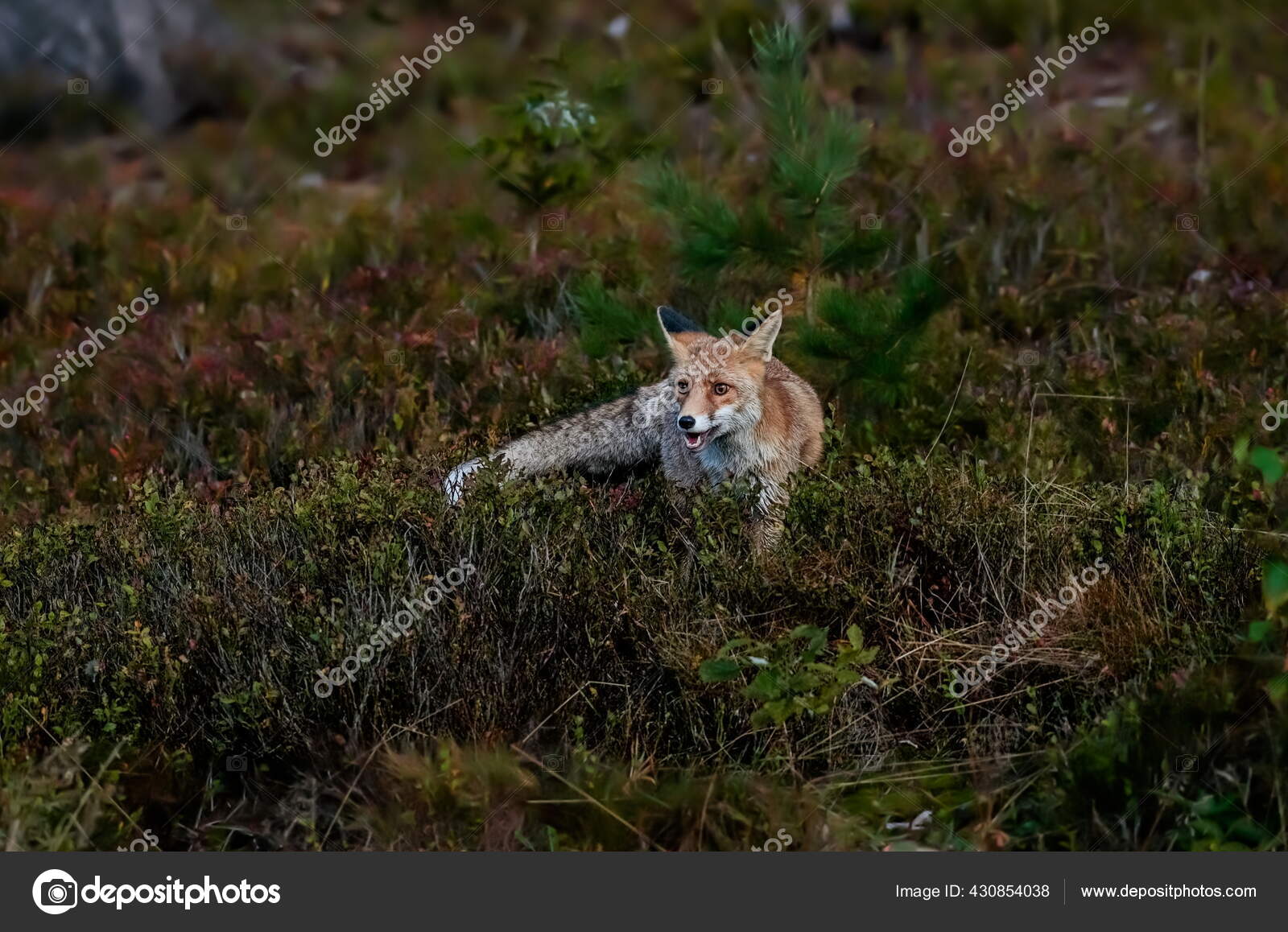 Close Portrait Red Fox Dynamic Pose Its Natural Habitat Vulpes Stock ...