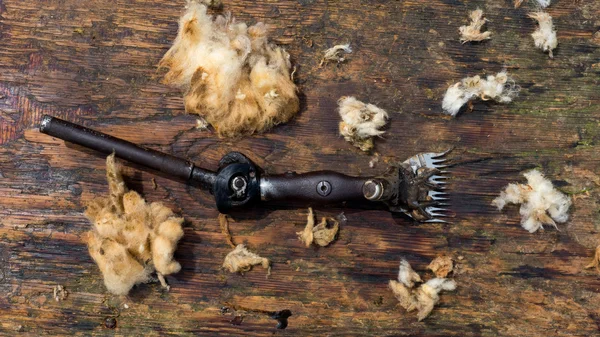 Old sheep Stock Images - Search Stock Images on Everypixel