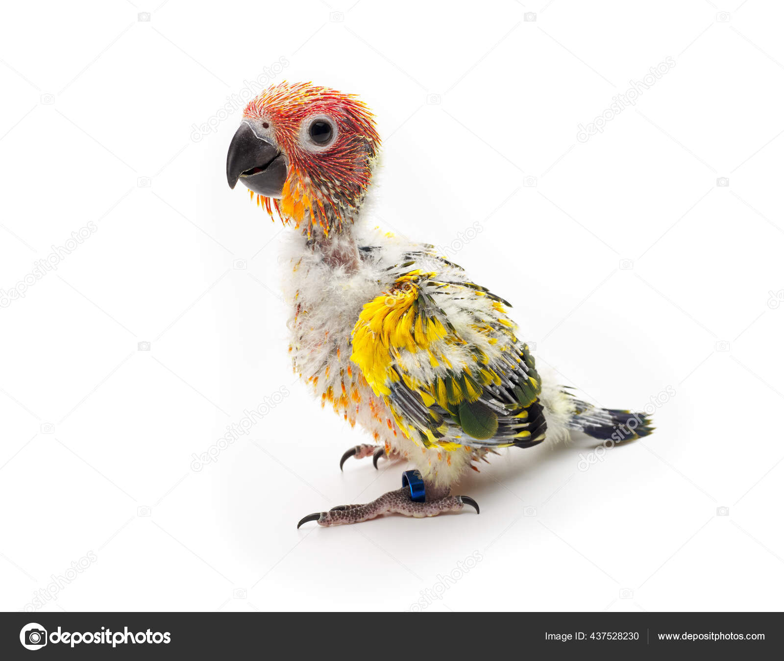 Baby Sun Conure