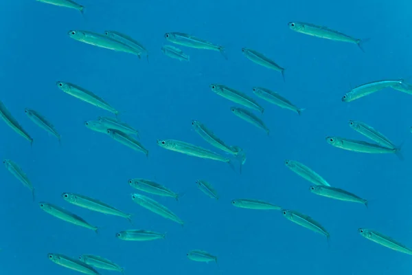 School of glassfish Stock Photos, Royalty Free School of glassfish ...