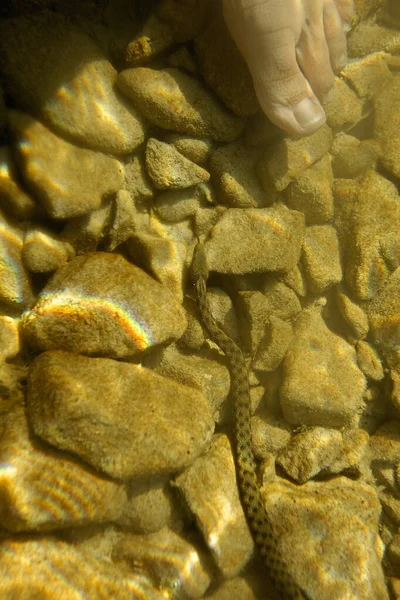 Python swimming Stock Photos, Royalty Free Python swimming Images ...