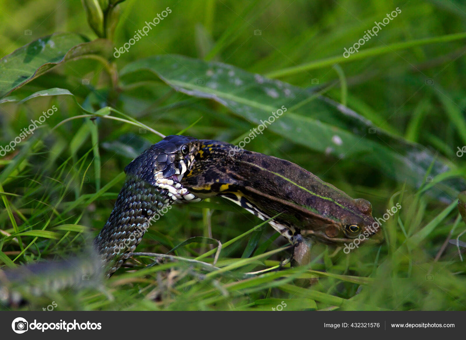 Grass Snake Eating Green Frog Kopaki Rit Croatia Stock Photo by ...