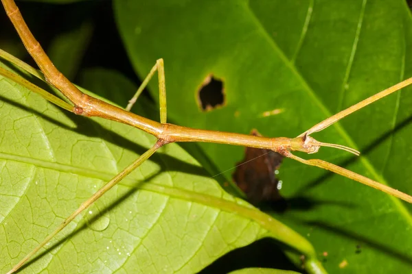 Malaysian stick insect Stock Photos, Royalty Free Malaysian stick ...