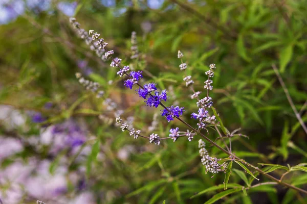 Xylocopa Violacea Violet Carpenter Bee Flowers Vitex Agnus Castus Also ...