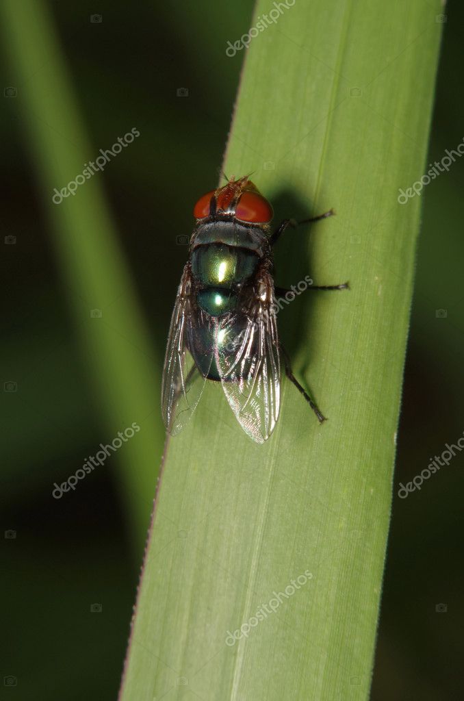Fly insect in the green garden Stock Photo by ©sarawuth123 113783184