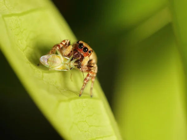 Jump spider in the garden — Stock Photo © sarawuth123 #91103932