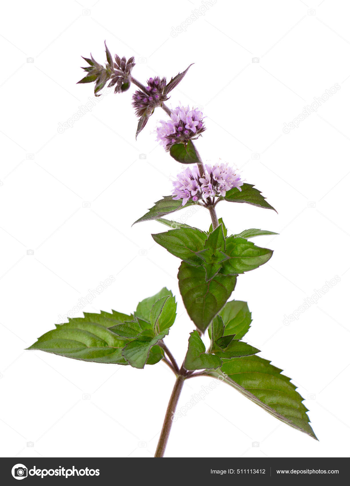 Peppermint Flowers