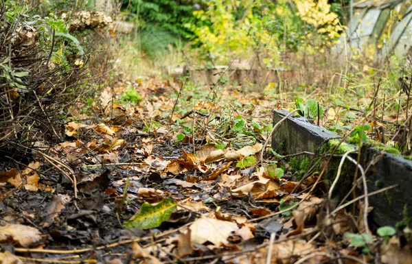 Neglected garden Stock Photos & Royalty-Free Images | Depositphotos