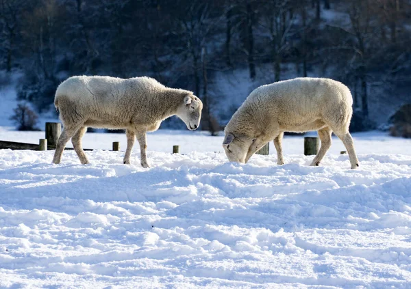 Frozen sheep Stock Photos, Royalty Free Frozen sheep Images | Depositphotos