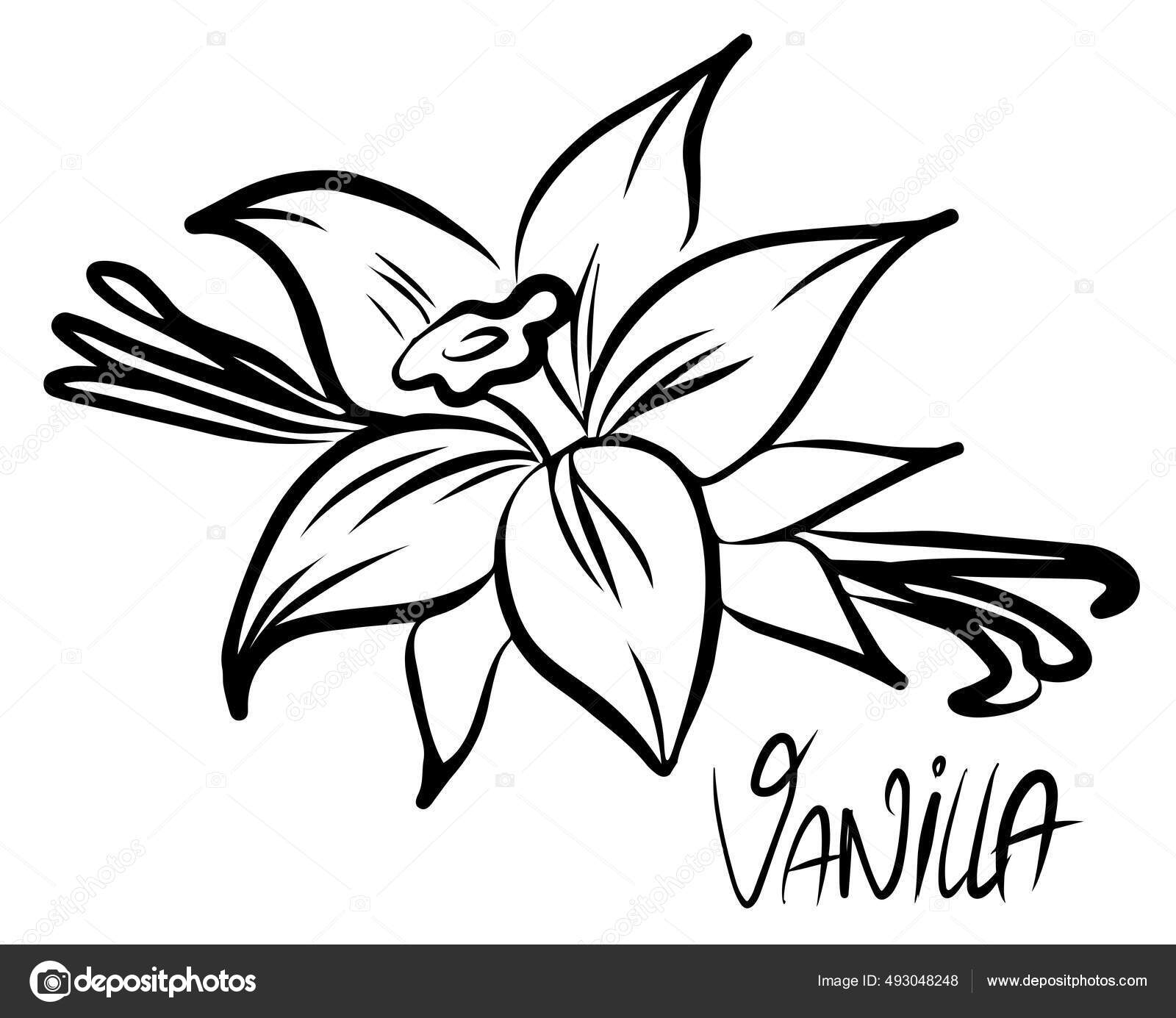 Vanilla Flower Vector Vanilla Flower PNG Transparent Images Free