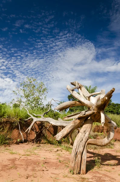 Tree and termite mound Stock Photos, Royalty Free Tree and termite ...